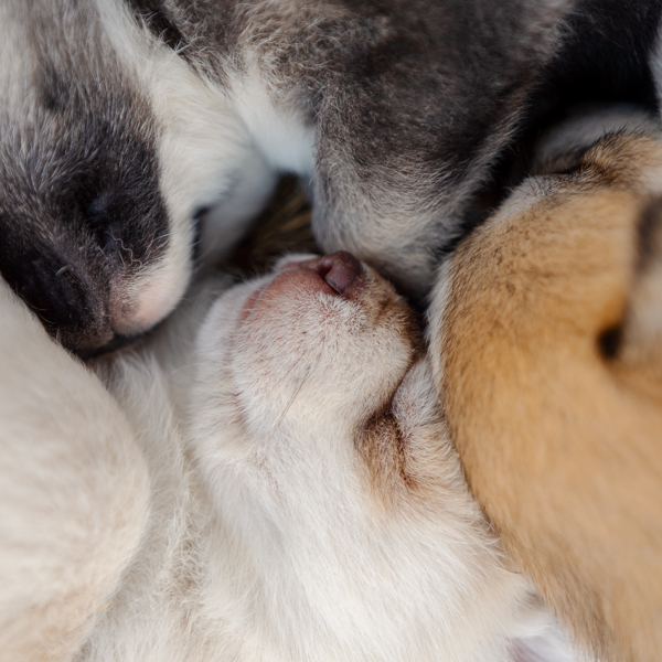 How to Choose the Best Husky Ride in Rovaniemi - Rovaniemi Insider